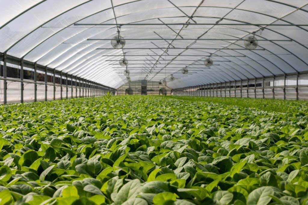 Bioestimulantes - QUELAGROW IBÉRICA - Productos químicos para agricultura